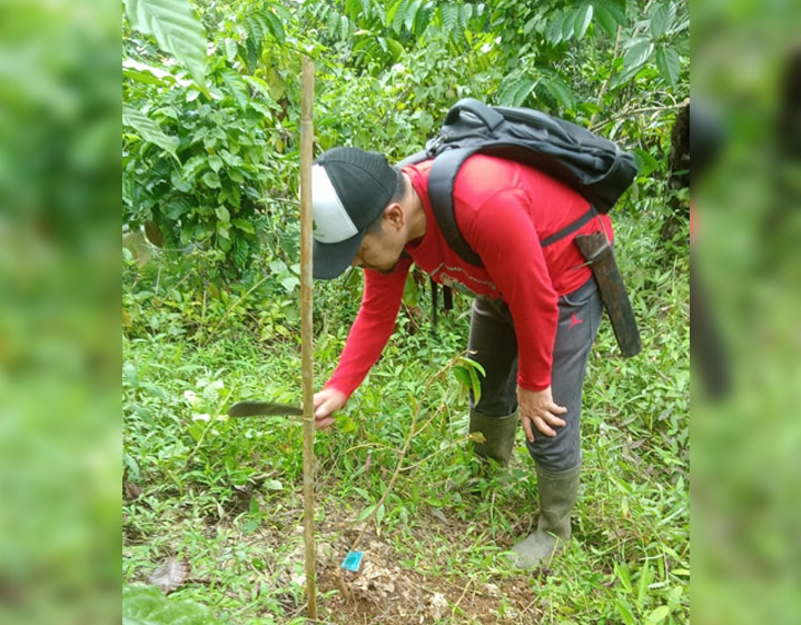 26 Ribu Bibit Ditanam di Hutan Lindung Bukit Daun Bengkulu Tengah
